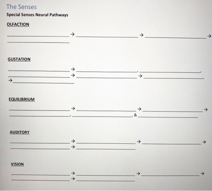 Solved The Senses Special Senses Neural Pathways OLFACTION 1 | Chegg.com
