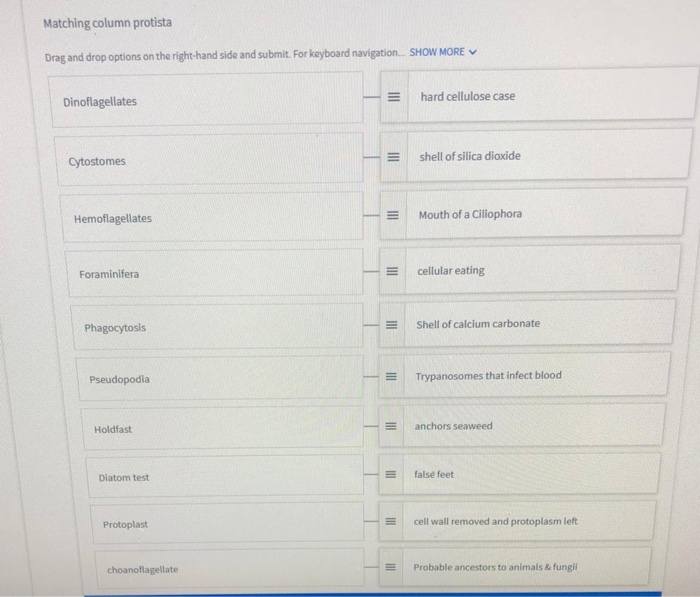 Solved Matching column protista Drag and drop options on the | Chegg.com
