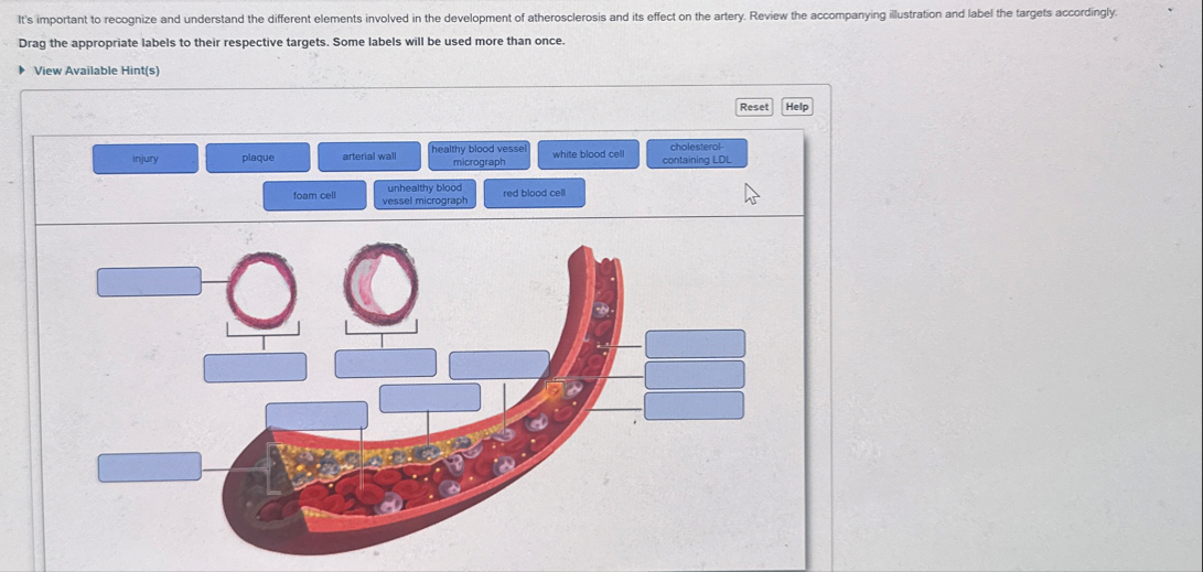 Solved Drag the appropriate labels to their respective | Chegg.com