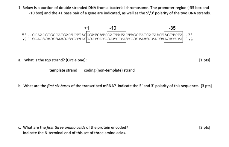 Solved Below is a portion of double stranded DNA from a | Chegg.com