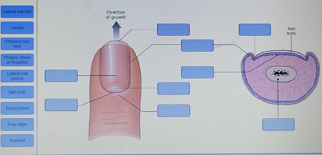 Solved Lateral nail fold Direction of growth Lunula Nail | Chegg.com