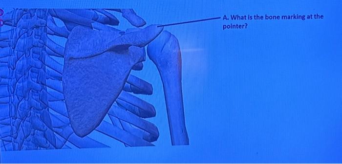 Solved A. What is the bone marking at the pointer? | Chegg.com