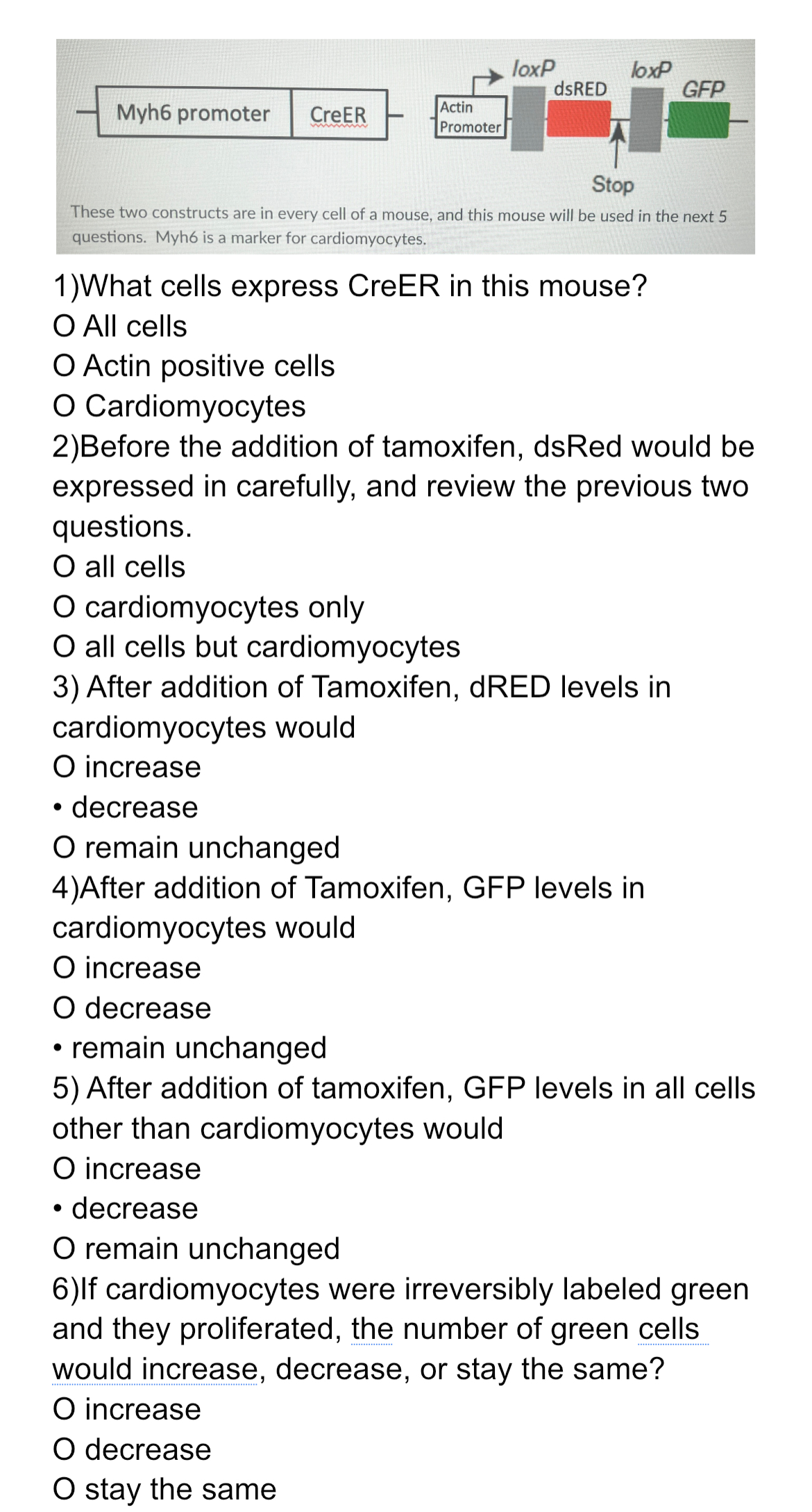 Solved What cells express CreER in this mouse?O All cellsO | Chegg.com