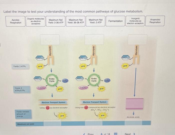 Solved Label the image to test your understanding of the | Chegg.com