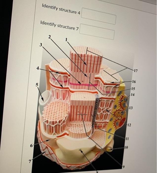Solved Identify structure 4 Identify structure 7 2 1 3 -17 | Chegg.com