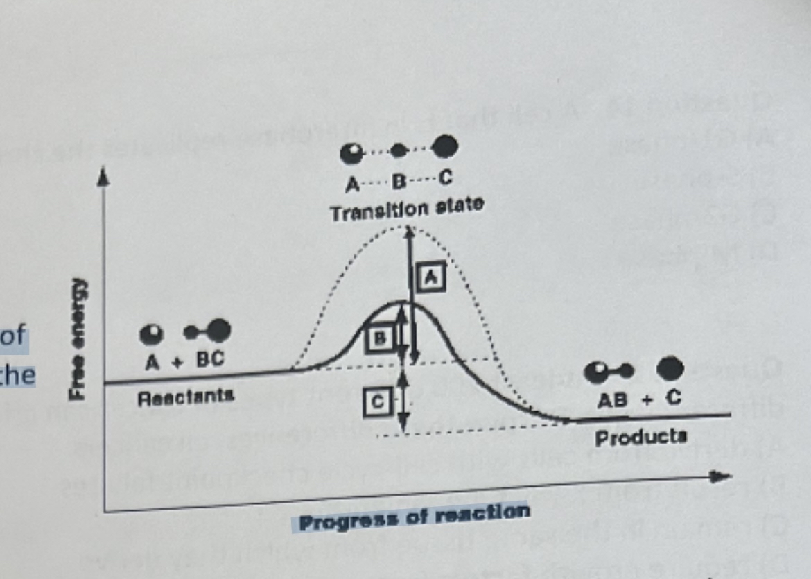 Solved Question 20. ﻿Consider this free energy graph of an | Chegg.com