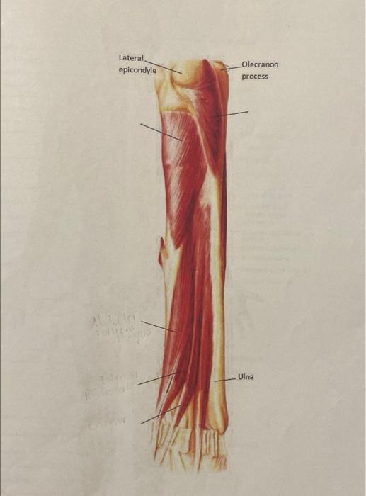 Solved Triceps Medial epicondyle Olecranon process. Flexor | Chegg.com