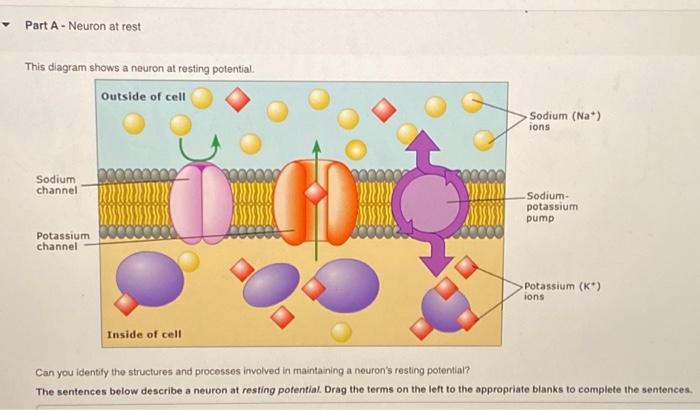 Solved Sodium (Na) ions Sodium channel Sodium- potassium • | Chegg.com