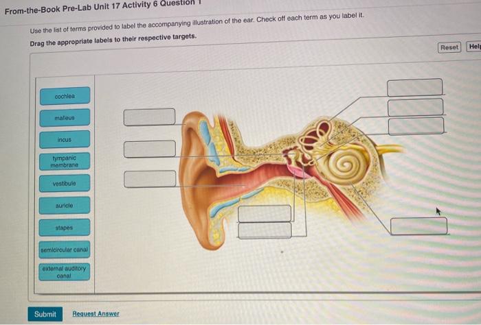 Solved From-the-Book Pre-Lab Unit 17 Activity 6 Quest Use | Chegg.com