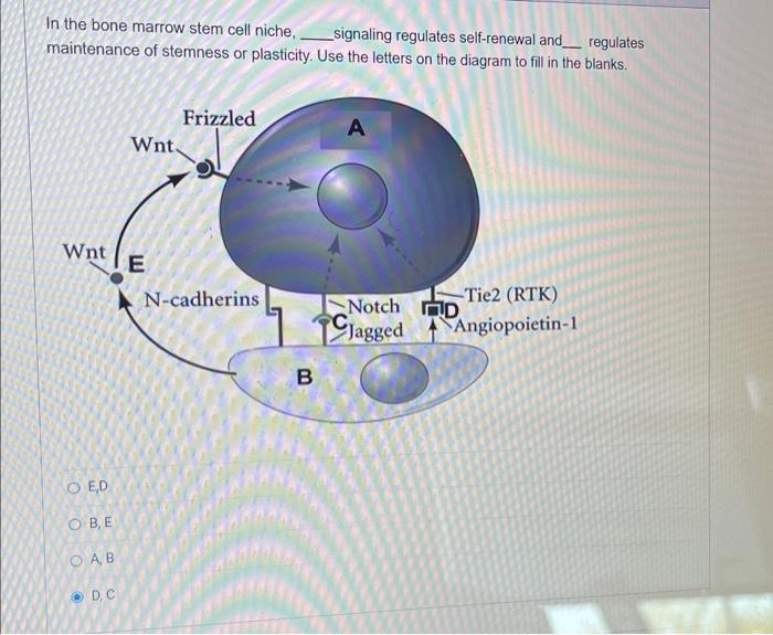 Solved In the bone marrow stem cell niche, signaling | Chegg.com