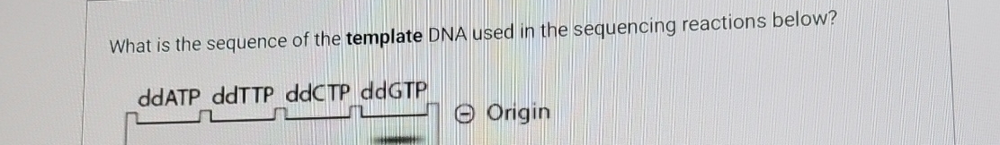 Solved What is the sequence of the template DNA used in the | Chegg.com