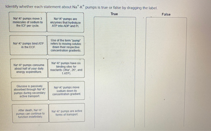 Solved Identify whether each statement about Natk* pumps is | Chegg.com