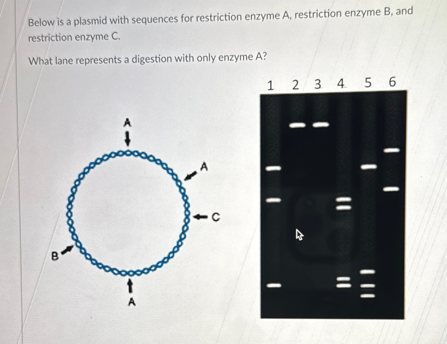 Solved Below is a plasmid with sequences for restriction | Chegg.com