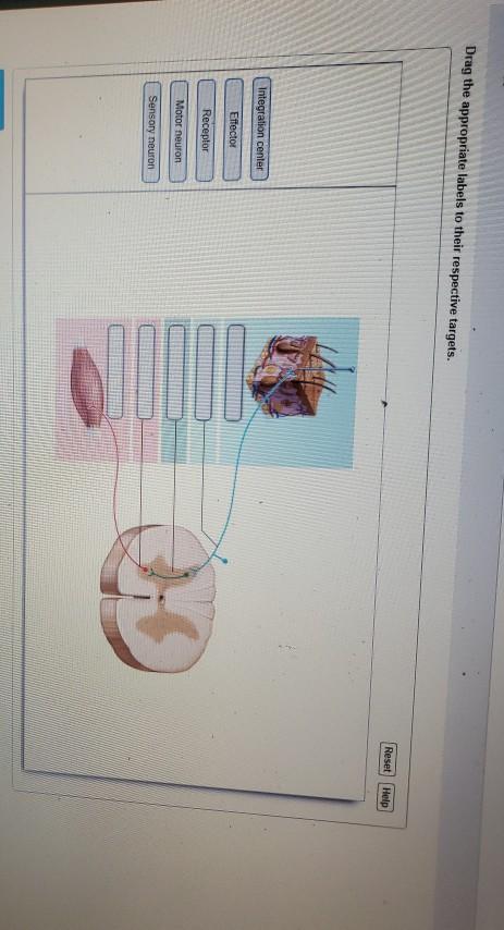 Solved Drag the appropriate labels to their respective | Chegg.com