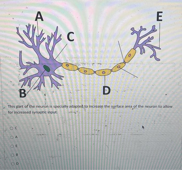 This part of the neuron is specially adapted to | Chegg.com