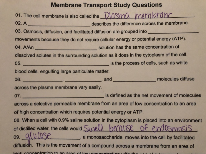 Solved 05. Membrane Transport Study Questions 01. The cell | Chegg.com