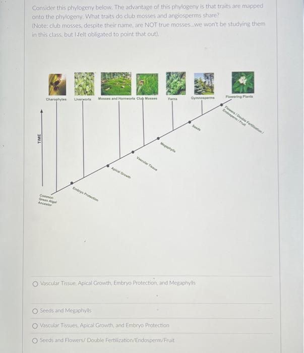 Solved Consider this phylogeny below. The advantage of this | Chegg.com