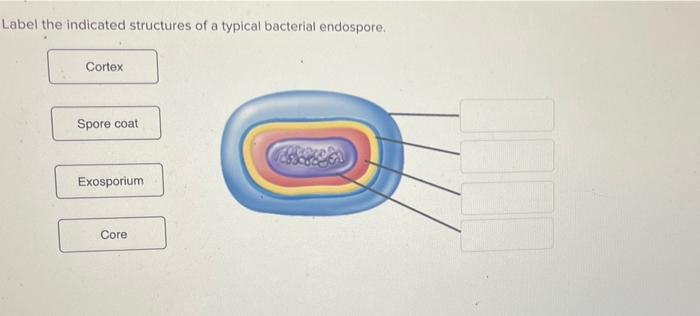 Solved Label the indicated structures of a typical bacterial | Chegg.com