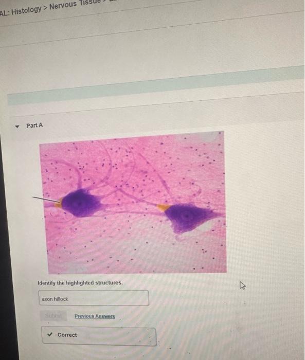 Solved Identify the highlighted structures. | Chegg.com
