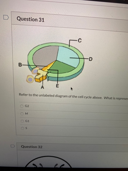Solved Question 31 Refer to the unlabeled diagram of the | Chegg.com
