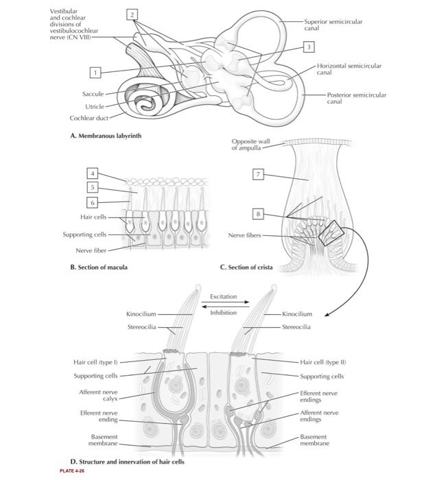Solved color 1. Maculae of the saccule and utricle 2. | Chegg.com