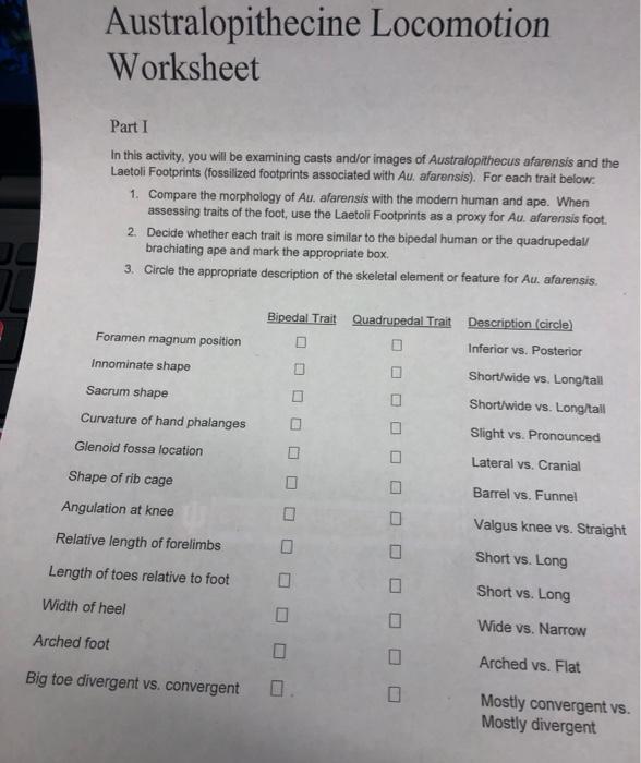 Solved Australopithecine Locomotion Worksheet Part I In this | Chegg.com