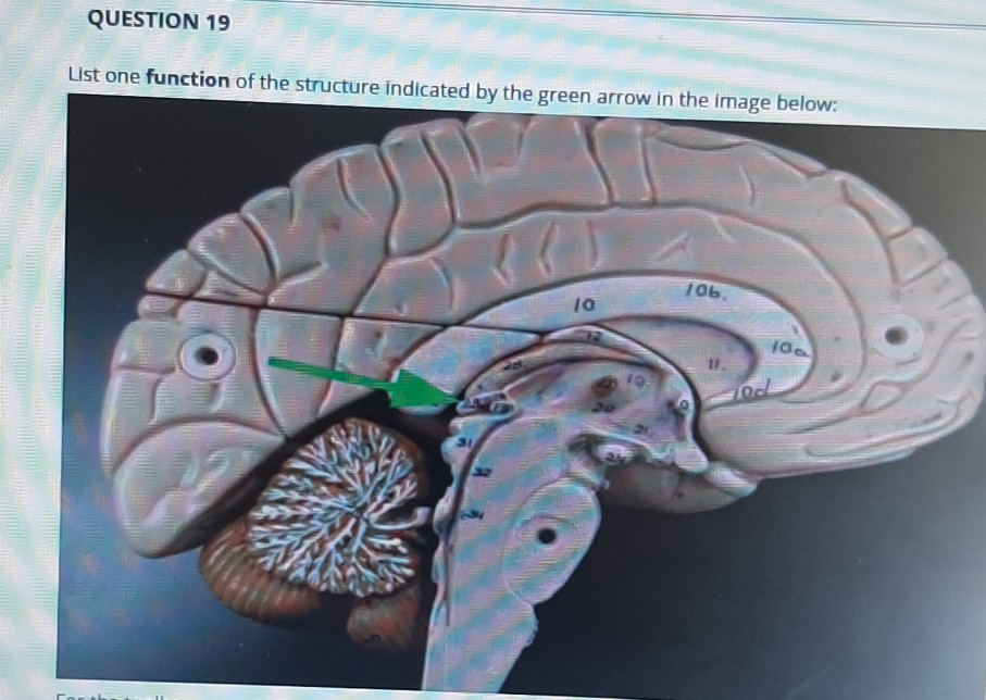 Solved QUESTION 21 List one function of the structure | Chegg.com