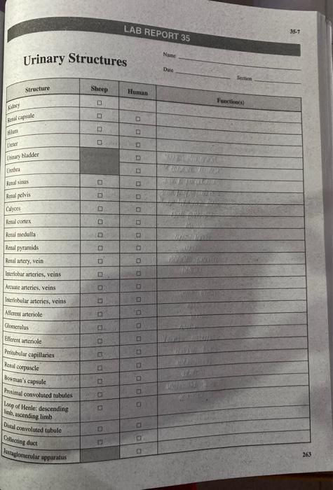 Solved LAB REPORT 35 Name Urinary Structures Due Structure | Chegg.com