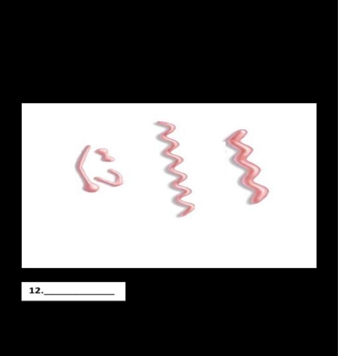 Solved 1. What is the difference between cell morphology and | Chegg.com