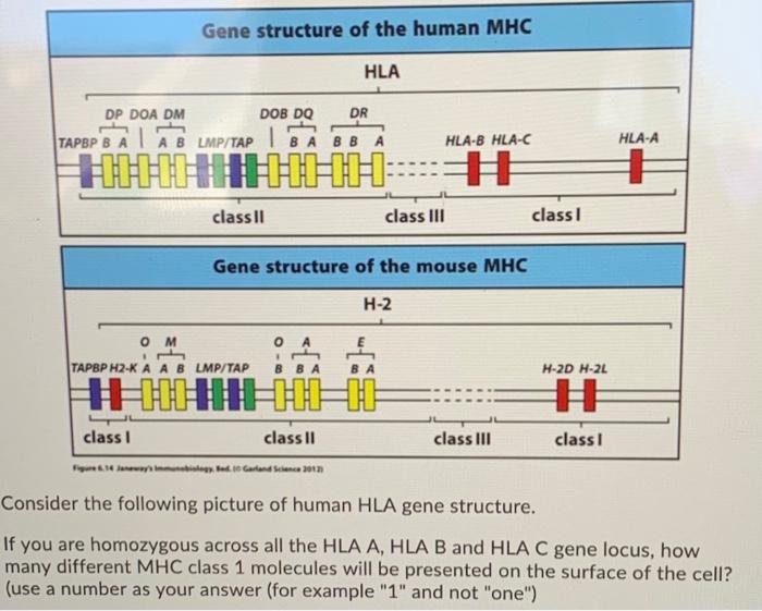 Solved Gene structure of the human MHC HLA DP DOA DM DR | Chegg.com