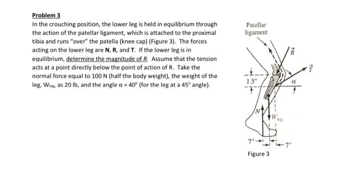 Problem 3 In the crouching position, the lower leg is | Chegg.com
