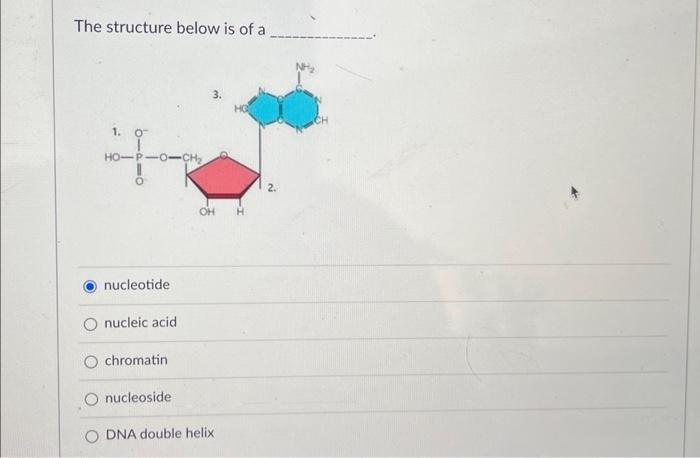 Solved The structure below is of a nucleotide nucleic acid | Chegg.com