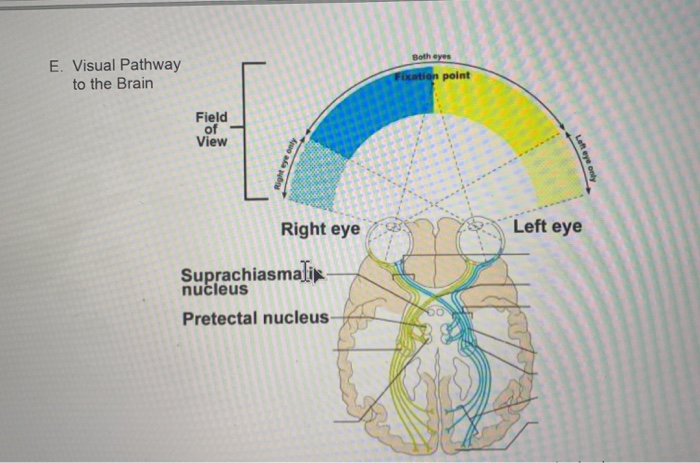 Solved E. Visual Pathway to the Brain Both eyes Fixation | Chegg.com