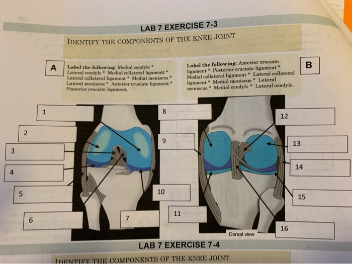 Solved LAB 7 EXERCISE 7-3 IDENTIFY THE COMPONENTS OF THE | Chegg.com