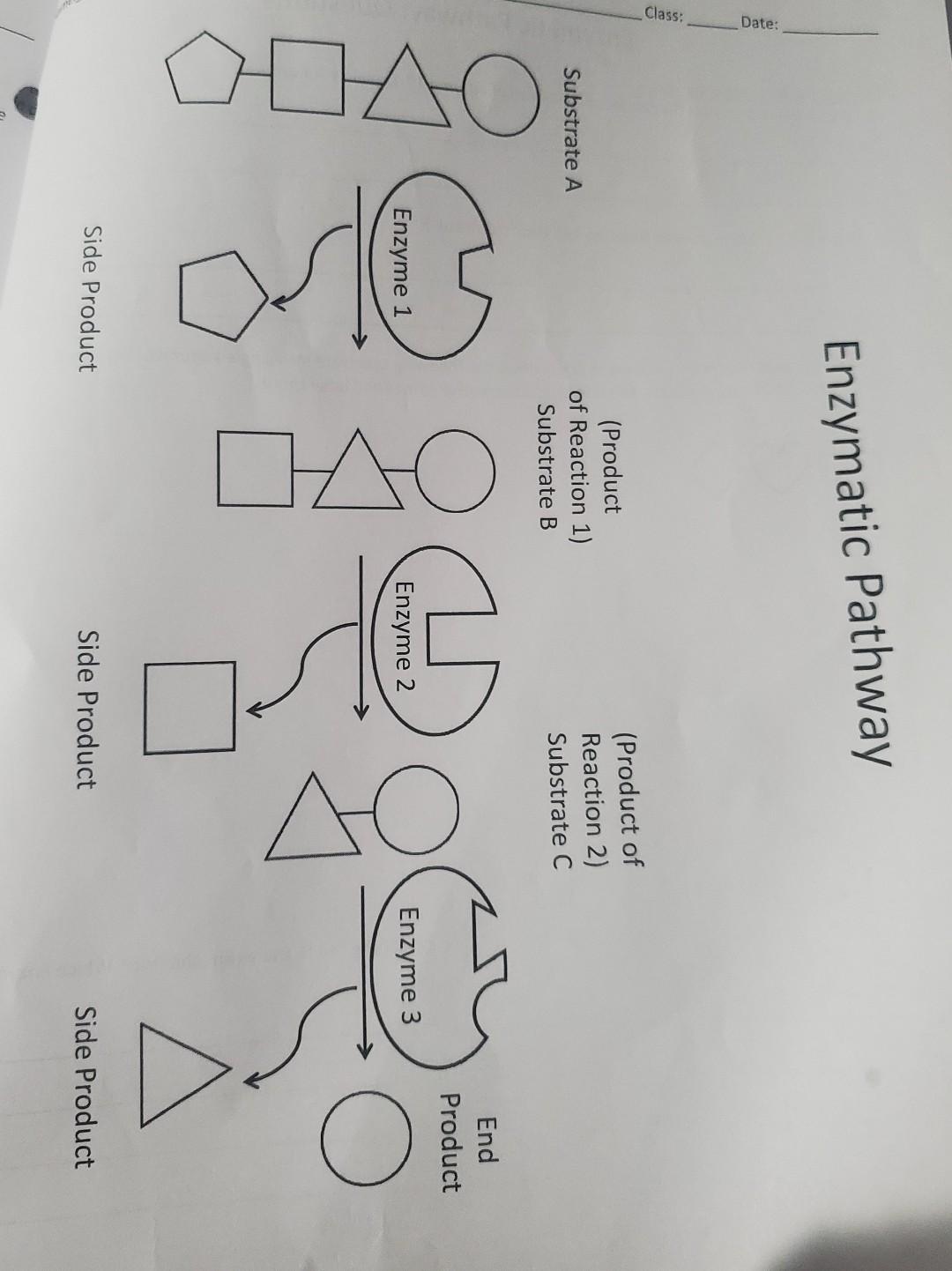 Solved Enzymatic Pathway Answer the following questions. 1. | Chegg.com