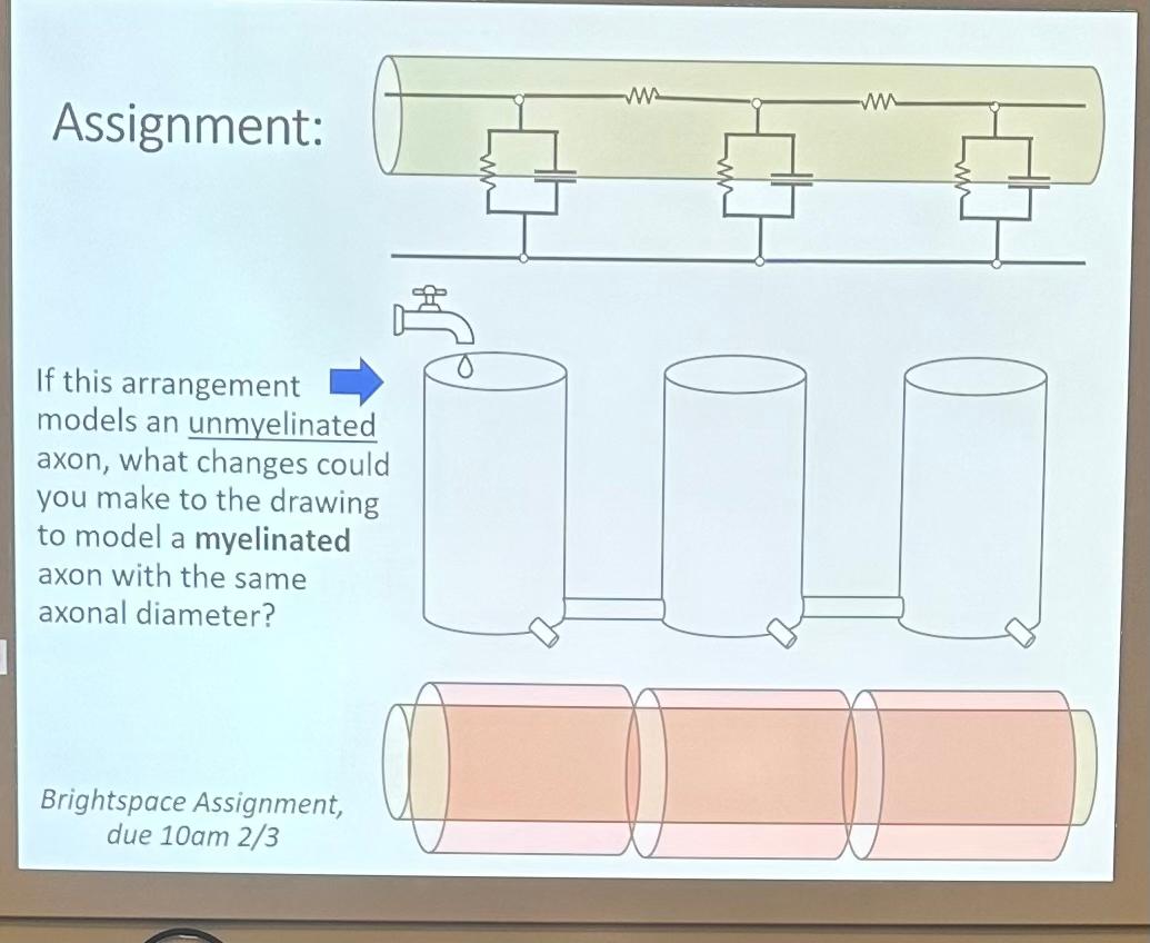 Solved Assignment:If this arrangement models an unmyelinated | Chegg.com