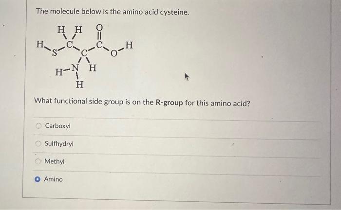 Solved The molecule below is the amino acid cysteine. What | Chegg.com