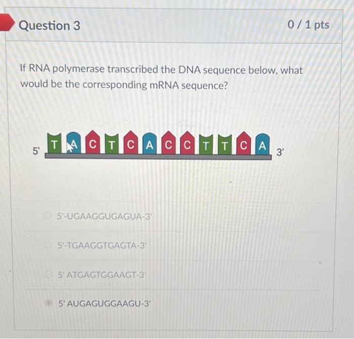 Solved If RNA polymerase transcribed the DNA sequence below, | Chegg.com