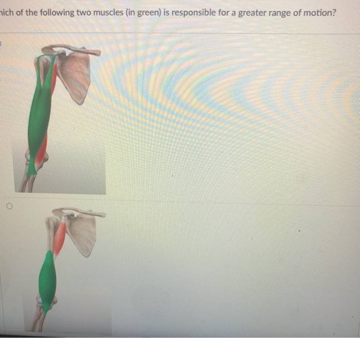 Solved hich of the following two muscles (in green) is | Chegg.com