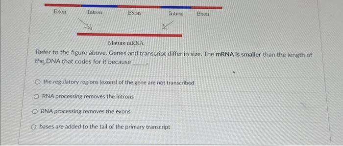 Solved Refer to the figure above. Genes and transcript | Chegg.com