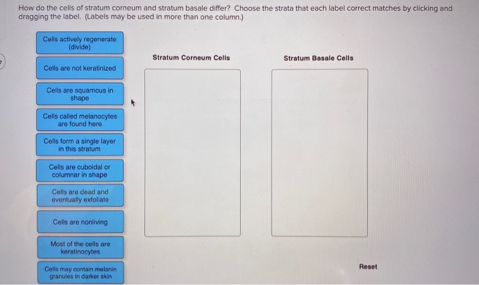 Solved How do the cells of stratum corneum and stratum | Chegg.com