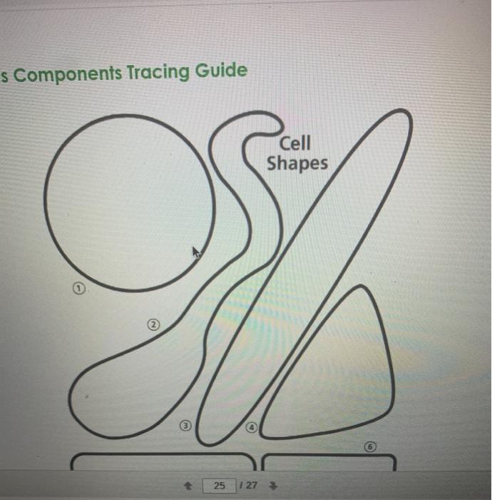 Solved B. Designing a Eukaryote 1. Select a cell shape (1-B) | Chegg.com