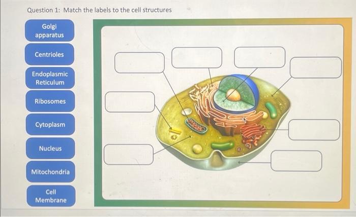 Solved Question 1: Match the labels to the cell structures | Chegg.com