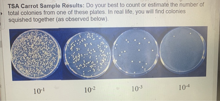 Solved TSA Carrot Sample Results: Do your best to count or | Chegg.com