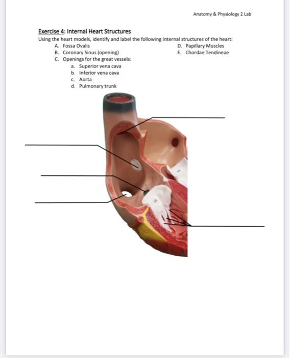 Solved Anatomy & Physiology 2 Lab Exercise 4: Internal Heart | Chegg.com