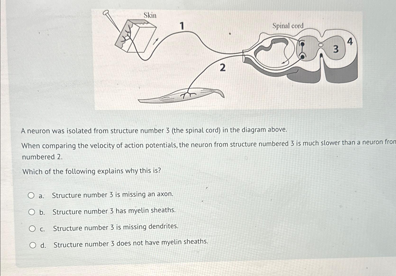Solved A neuron was isolated from structure number 3 (the | Chegg.com