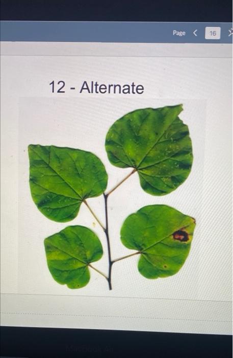 Solved Plant Biology , Leaf Anatomy (Leaf Identification) | Chegg.com