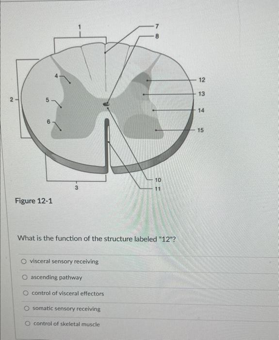 Solved Identify the structure labeled "1." lateral white | Chegg.com