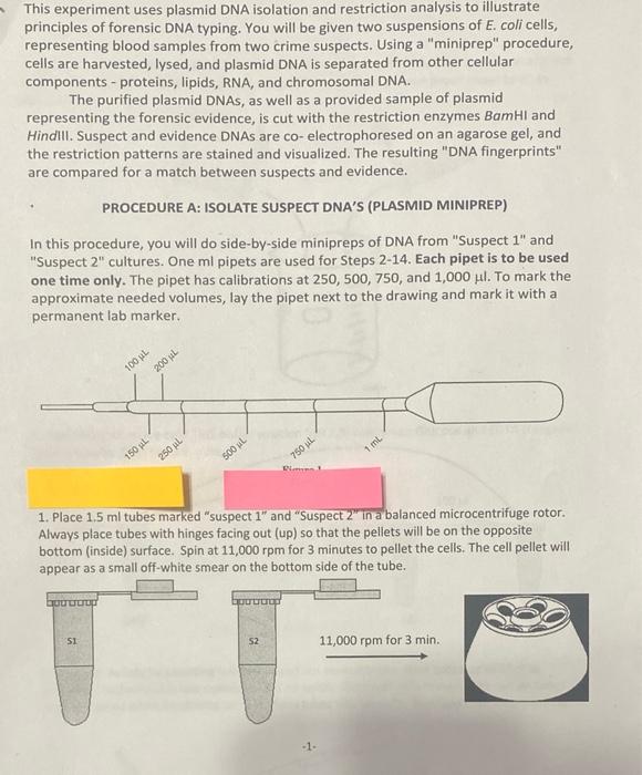 This experiment uses plasmid DNA isolation and | Chegg.com