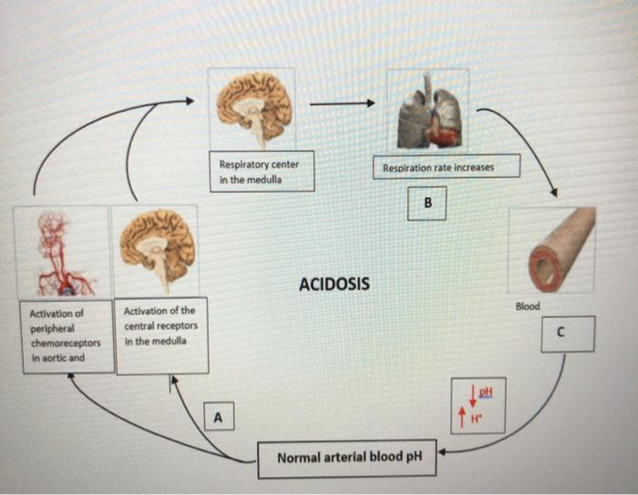 Solved identify the changes in the pH and the H plus, HC03- | Chegg.com